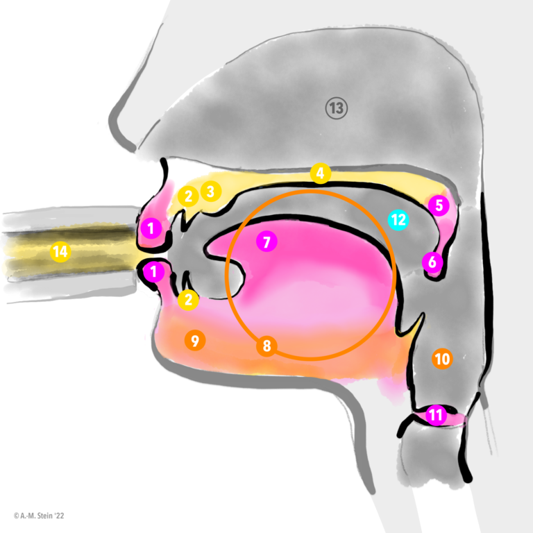Artikulation – Didgeridoo-Lexikon